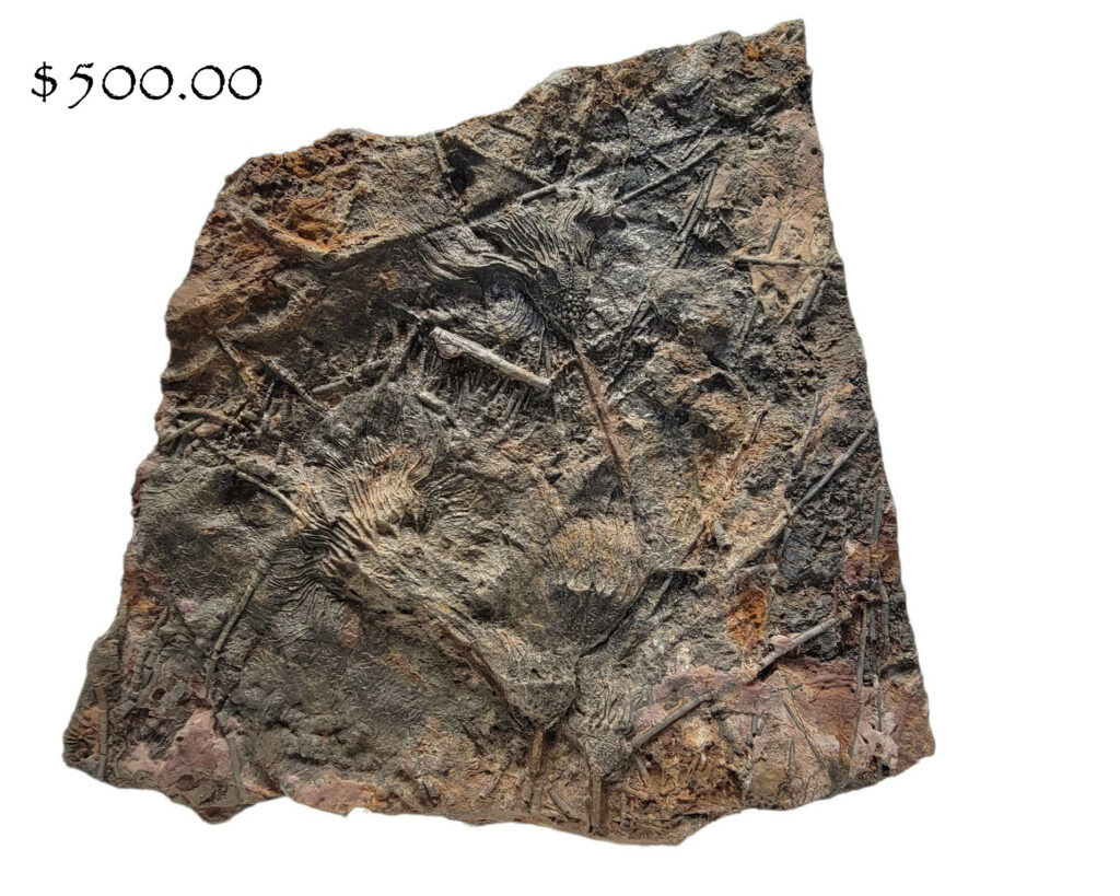 Crinoid Fossil - Pikes Peak Rock Shop