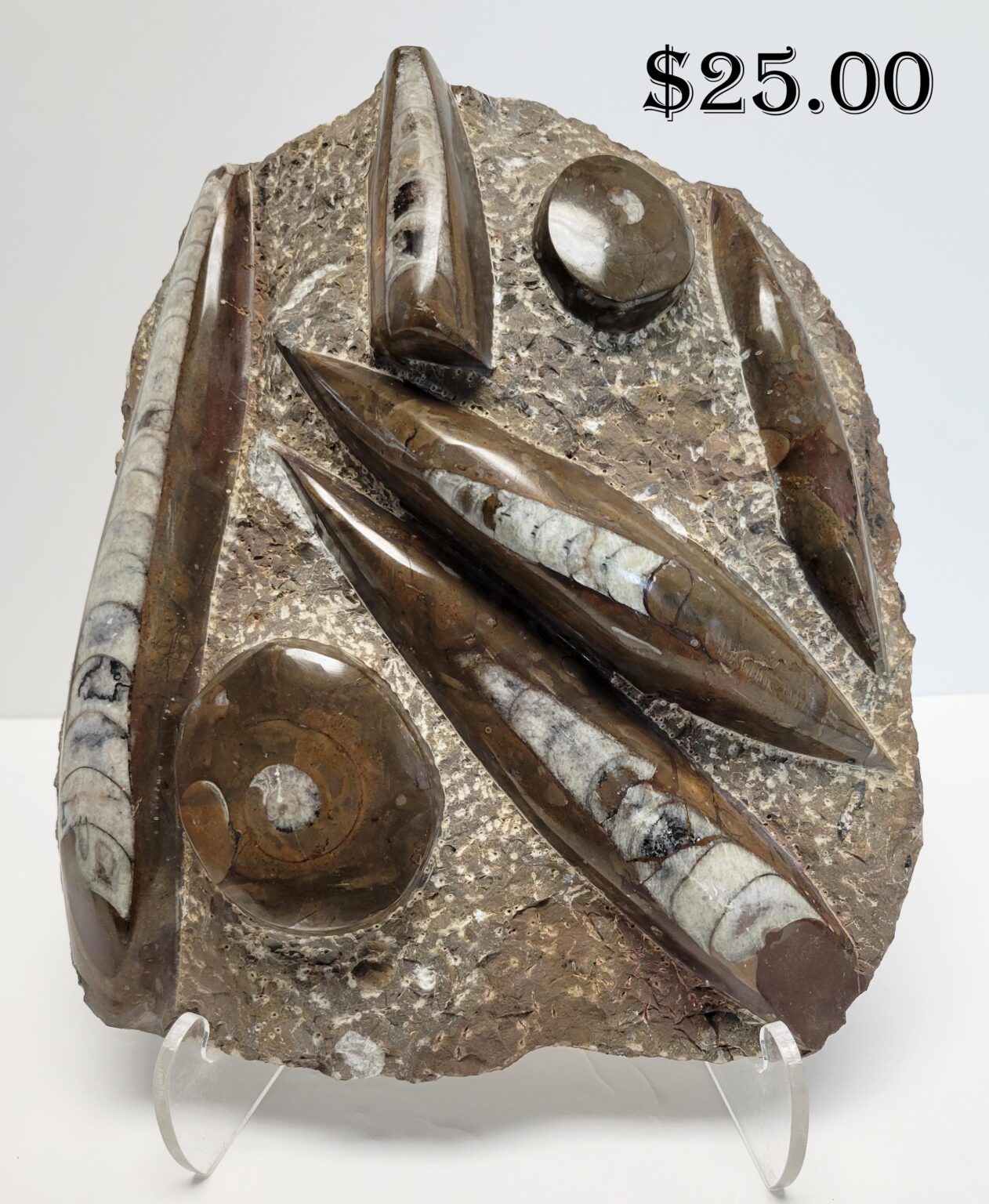 Orthoceras Fossil Plate, Extra Large - Pikes Peak Rock Shop