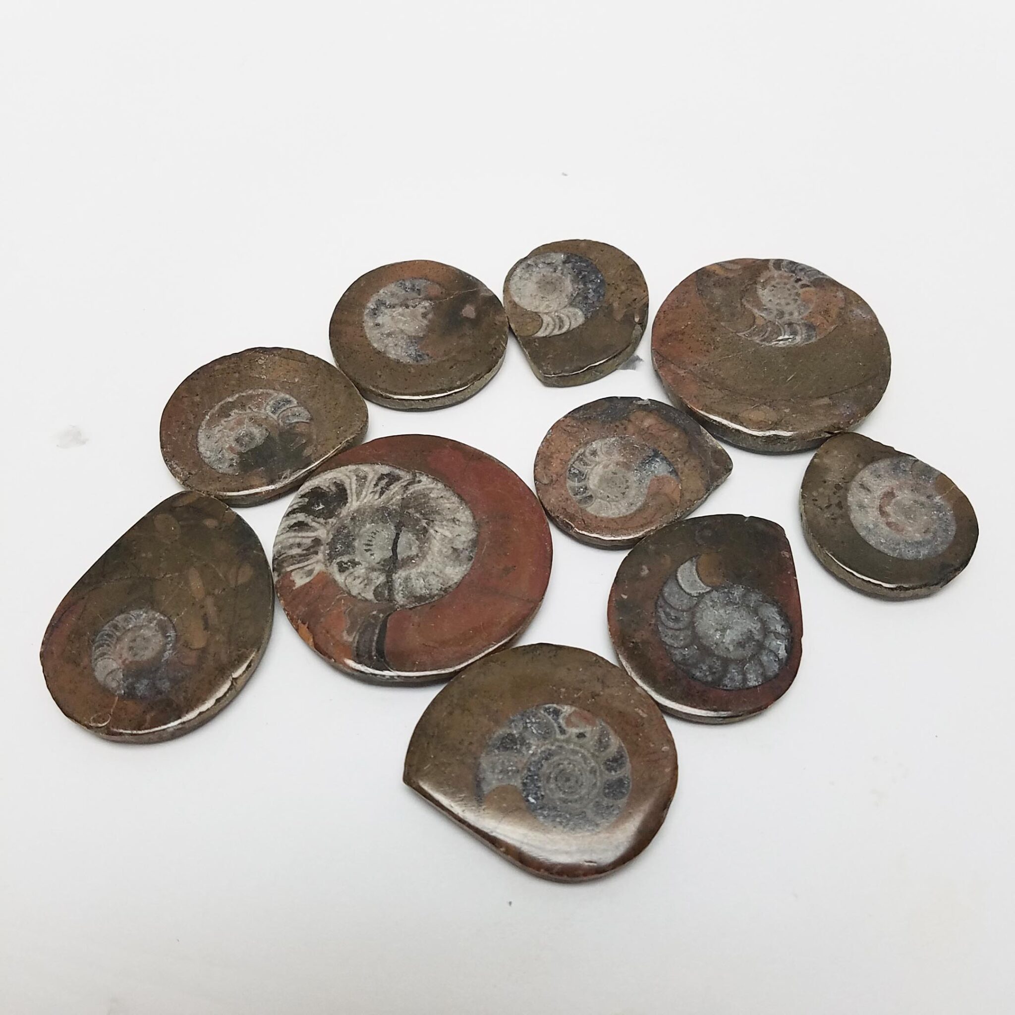 Small Ammonite Fossils - Pikes Peak Rock Shop