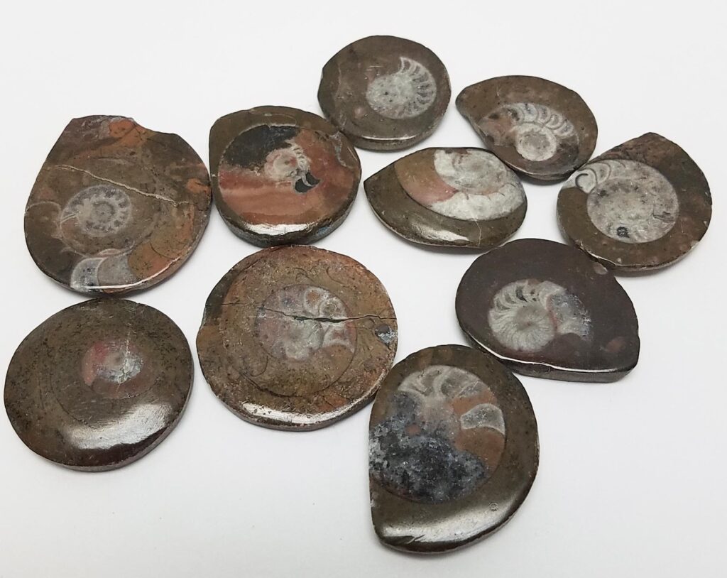 Small Ammonite Fossils - Pikes Peak Rock Shop