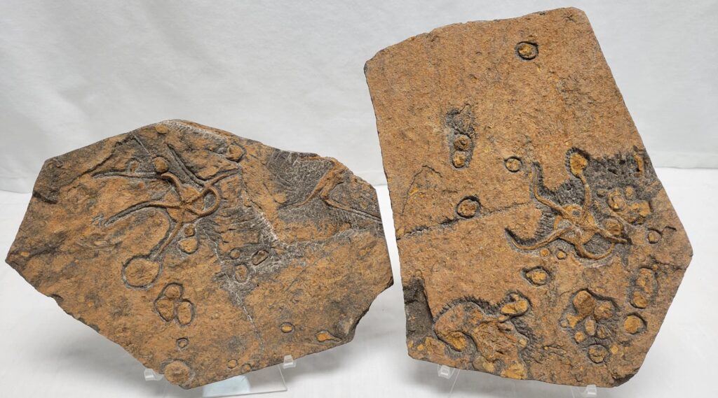 Extra Quality StarFish Fossil - Pikes Peak Rock Shop