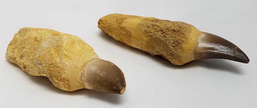 Single Mososaurus Tooth Fossil in Matrix - Pikes Peak Rock Shop