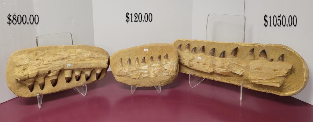Mososaurus Jaw Fossil w/Real Bone - Pikes Peak Rock Shop