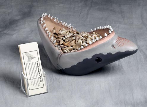 Sharks Tooth Fossil Package - Pikes Peak Rock Shop
