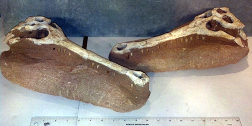 Dyrosaurus - Alchetron, The Free Social Encyclopedia